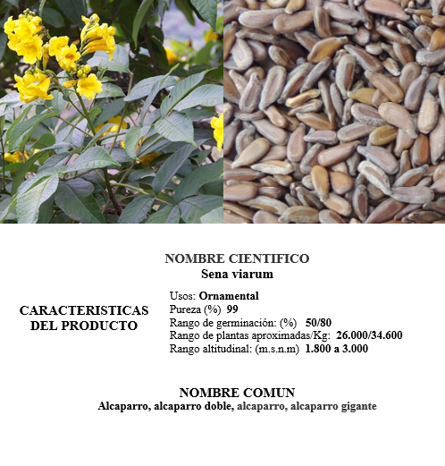 Alcaparro Gigante | Semillas CampoSeeds - Venta de semillas en Colombia