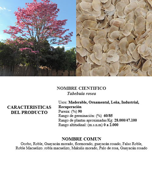 Ocobo – Roble | Semillas CampoSeeds - Venta de semillas en Colombia