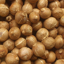 Palma Botella | Semillas CampoSeeds - Venta de semillas en Colombia