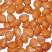 Borojó | Semillas CampoSeeds - Venta de semillas en Colombia