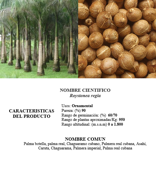 Palma Botella | Semillas CampoSeeds - Venta de semillas en Colombia