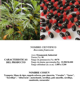 Trompeto | Semillas CampoSeeds - Venta de semillas en Colombia