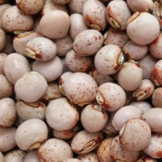 Guandul | Semillas CampoSeeds - Venta de semillas en Colombia